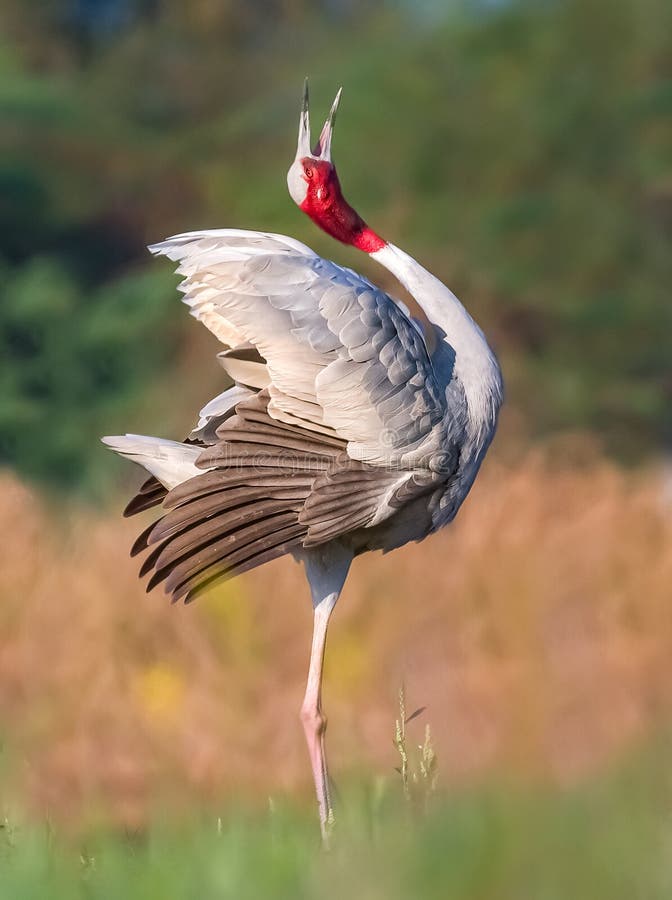 Display of saurus crane stock image. Image of saurus - 336650581