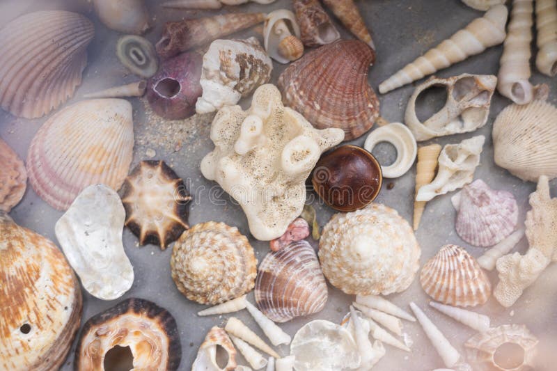 Display of Seashells Collected from a Tropical Beach Stock Photo ...