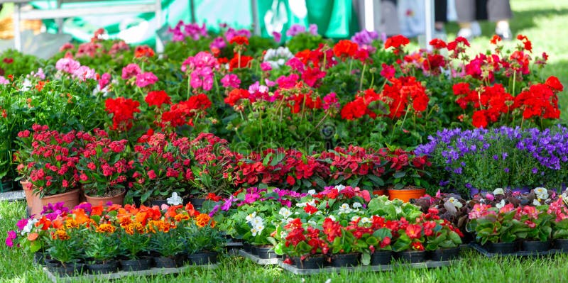 Display of Spring Plants and Flowers on Green Lawn Stock Photo - Image ...