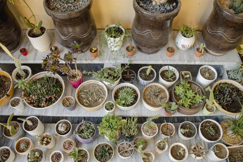 Display of Succulents and Cactus on a Shelf Stock Photo - Image of ...