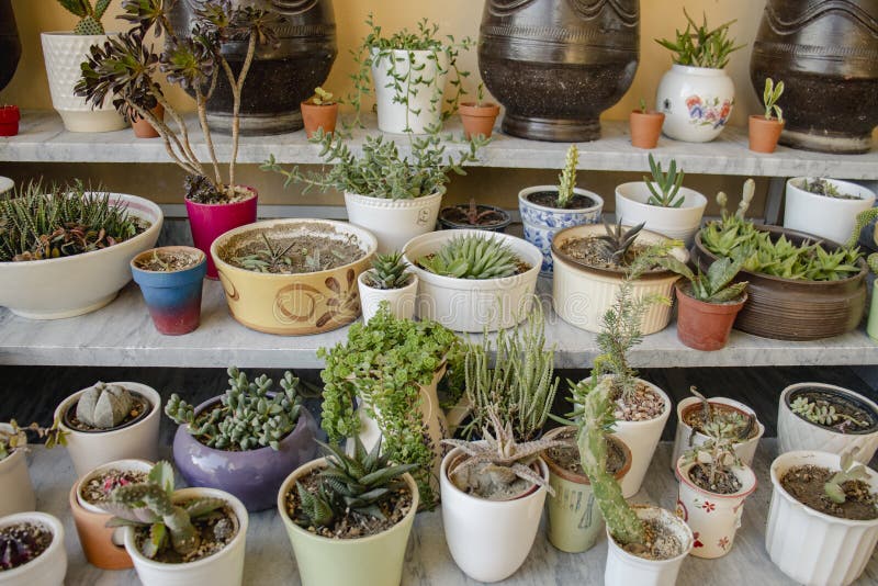 Display of Succulents and Cactus on a Shelf Stock Photo - Image of ...