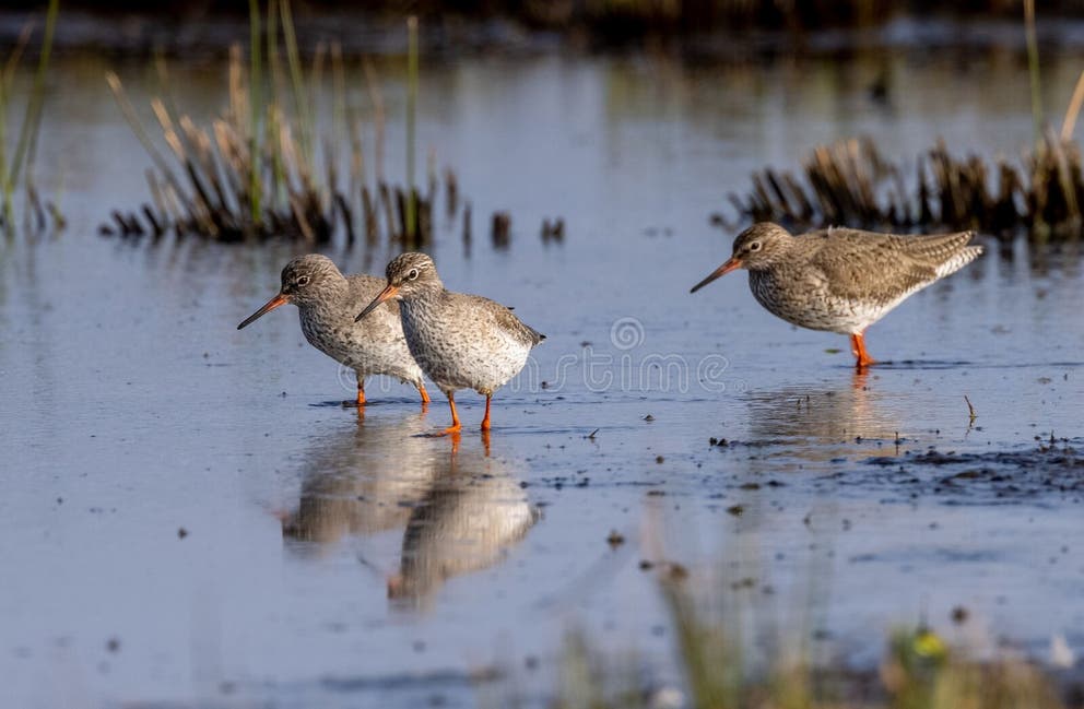 Display of Three Common Redshanks on a Lake Stock Image - Image of ...