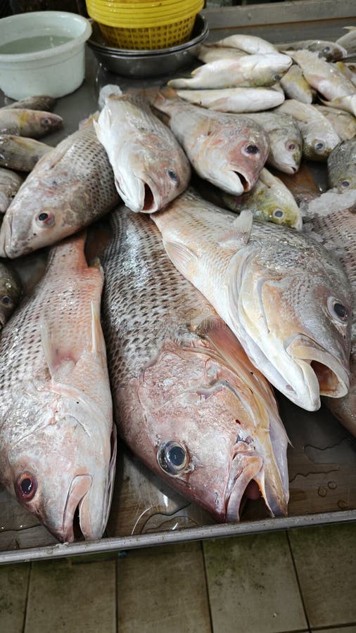Display a Tray of Different Fresh Saltwater Fishes. Stock Photo - Image ...