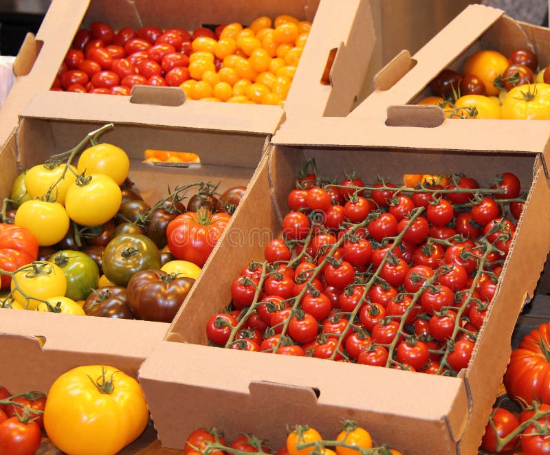 Display of Various Tomatoes. Stock Photo - Image of tomatoes, vegetable ...