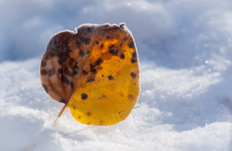 Discolored Fallen Aspen Leaf in Snow Stock Photo - Image of fresh ...