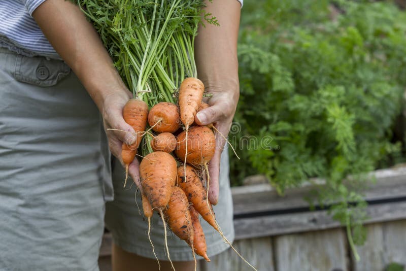 Displaying Freshly Picked Carrots. Stock Image - Image of picking ...