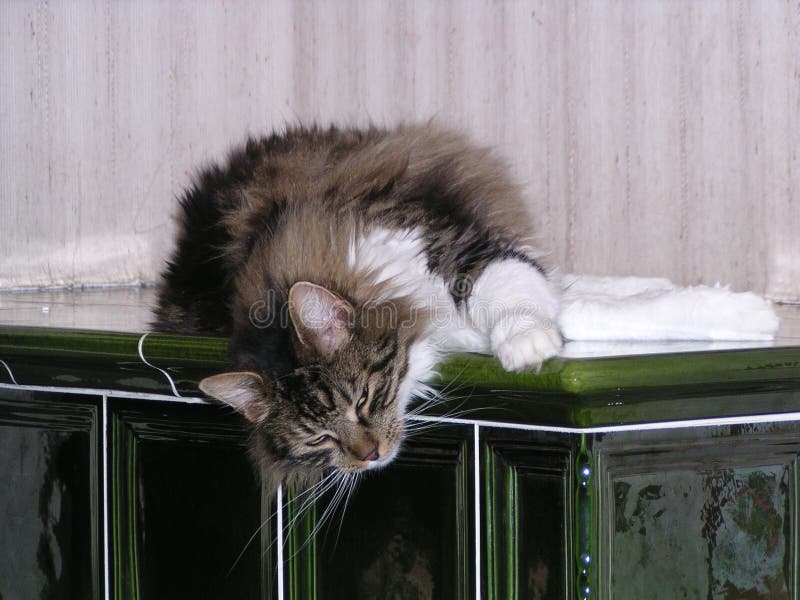 Displeased cat stock photo. Image of fluffy, domestic - 50616280