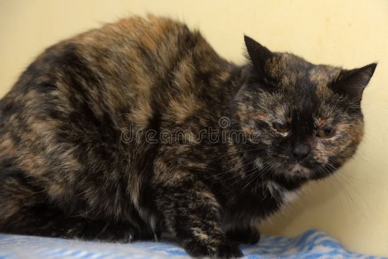 Angry Tortoiseshell Cat Portrait Stock Photo - Image of front ...