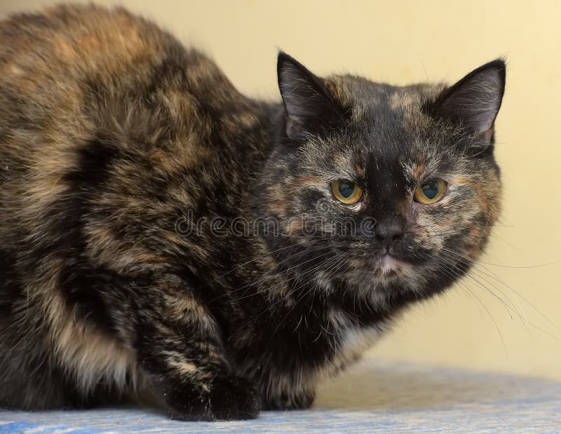 Displeased Red Cat with Black Stock Photo - Image of mean, house: 150538554