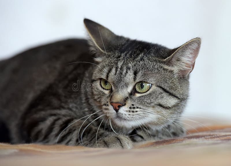 Displeased Tabby Cat Portrait Stock Photo - Image of closeup, fierce ...