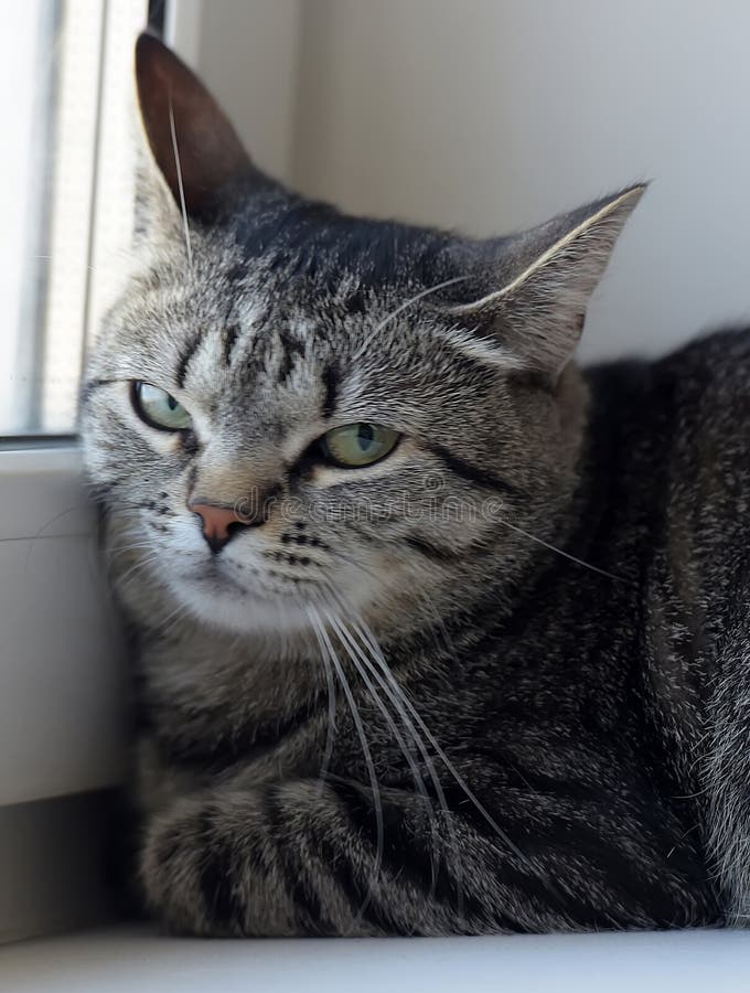 Angry Tabby Cat Stock Photos - Download 2,395 Royalty Free Photos