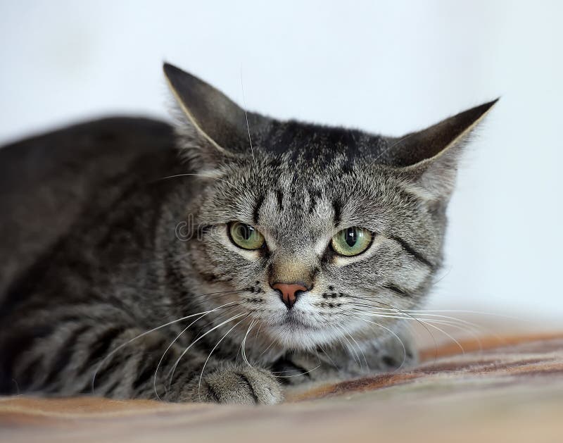 Displeased Tabby Cat Portrait Stock Photo - Image of hostile ...
