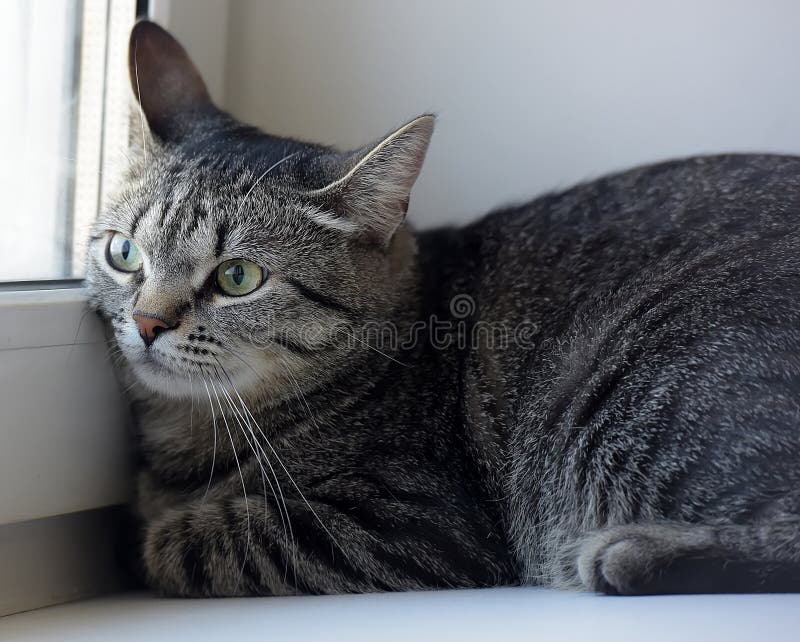 Displeased Tabby Cat Portrait Stock Photo - Image of adorable ...