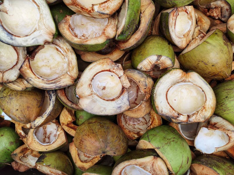 Disposed Green Fresh Coconut Shell Stock Photo - Image of nature ...