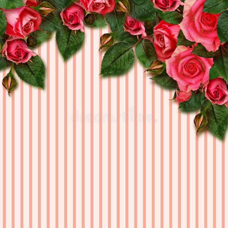 Disposition Et Cadre De Fleurs De Rose De Rouge Image stock - Image du ...