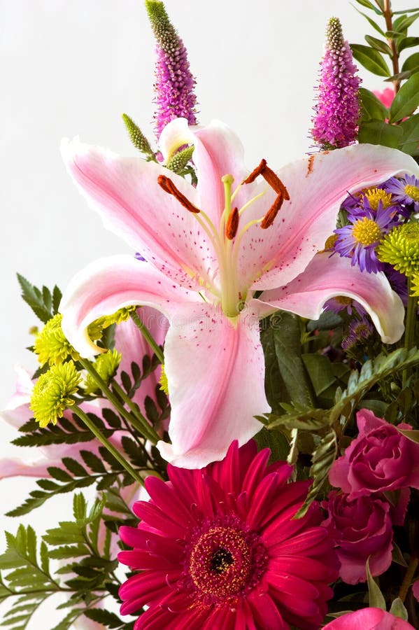 Disposizione Di Fiore Di Lilly Fotografia Stock - Immagine di ...