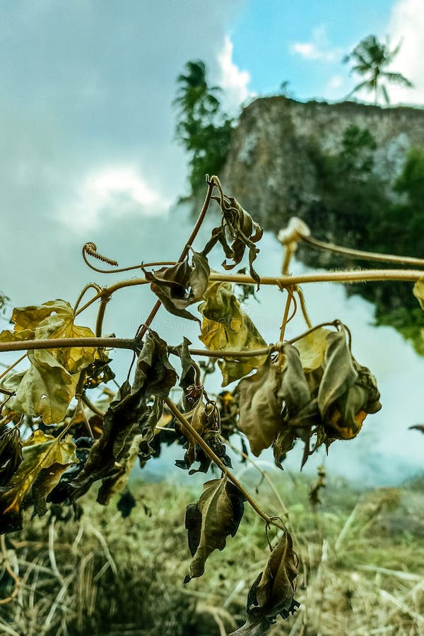 Disrupted Ecosystem Stock Photos - Free & Royalty-Free Stock Photos ...