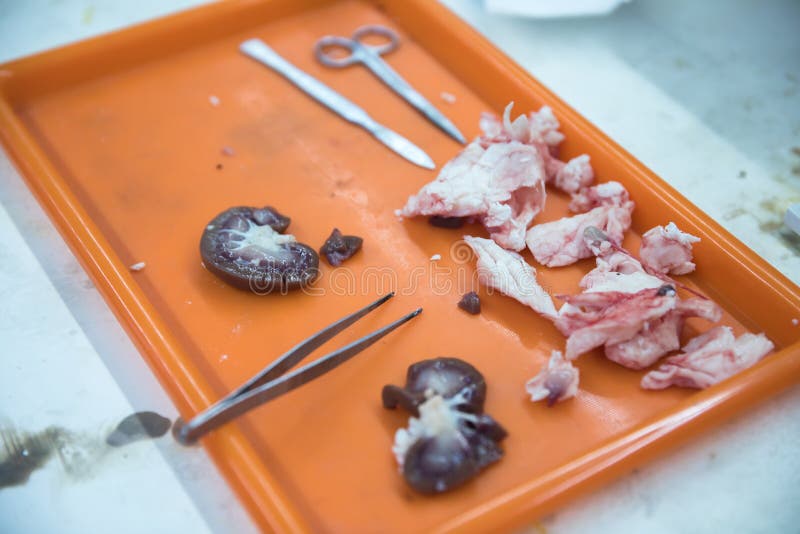 Dissection Tray Stock Photos - Free & Royalty-Free Stock Photos from ...