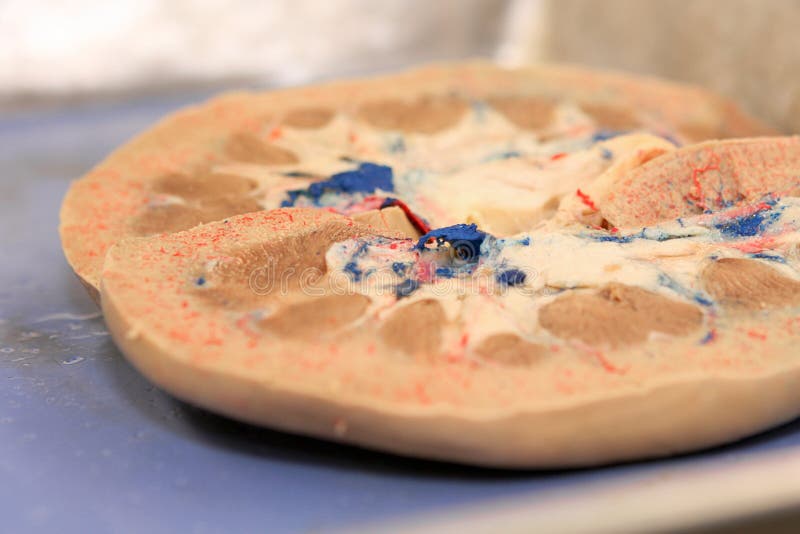 Dissected Pig Kidney stock image. Image of dissected, care - 4871775