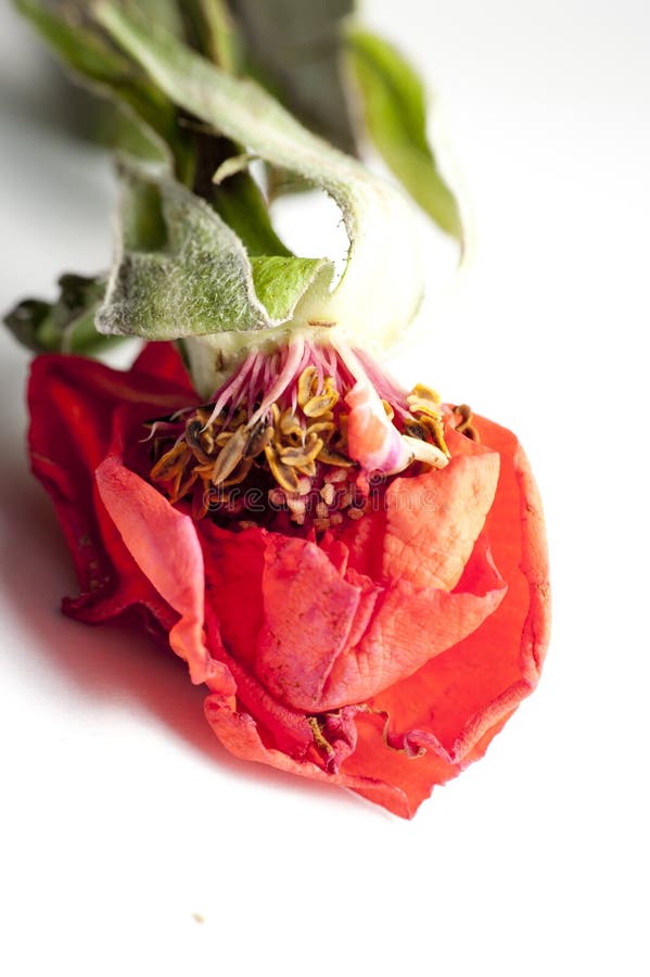 A Dissected Rose stock photo. Image of flower, copy, arranging - 18553266