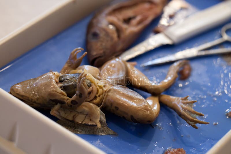 Dissection of Frog and Fish Stock Image - Image of dissect, foot: 26463757