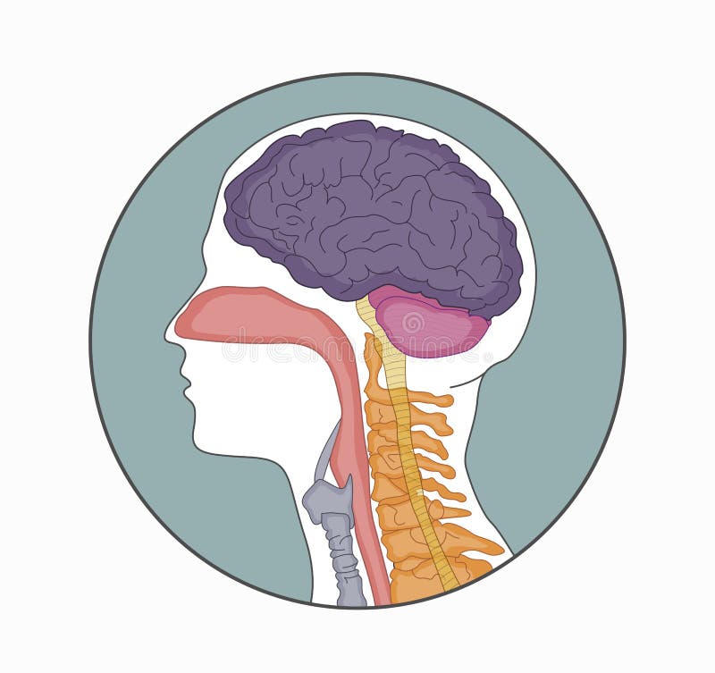 Head Dissection Stock Illustrations – 123 Head Dissection Stock ...