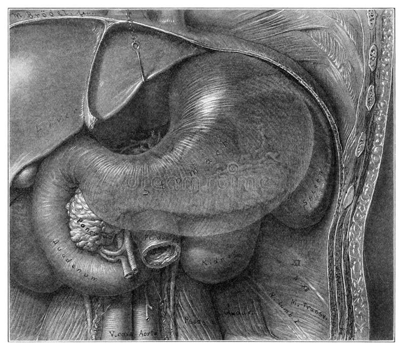 Dissection Showing Viscera stock image. Image of - 92145073