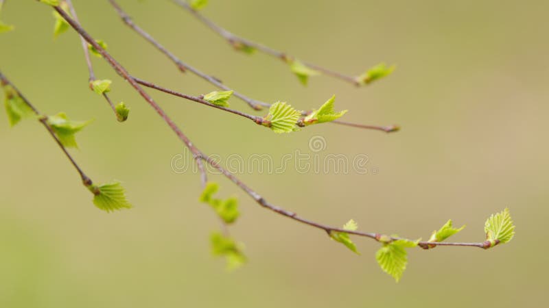 Dissolve the First Leaves on the Branches. Birch Branches with New ...