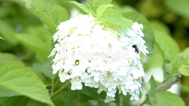 Dissolved Inflorescence of White Hydrangea. a Bee Crawls on a Hydrangea ...