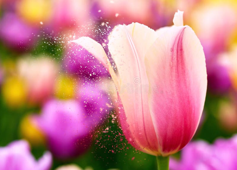 Dissolving Texture of Sunny Cherry Blossom in Spring with Red Butterfly ...