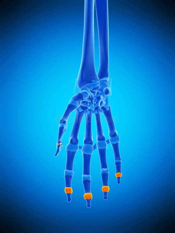 The distal joint capsules stock illustration. Illustration of accurate ...