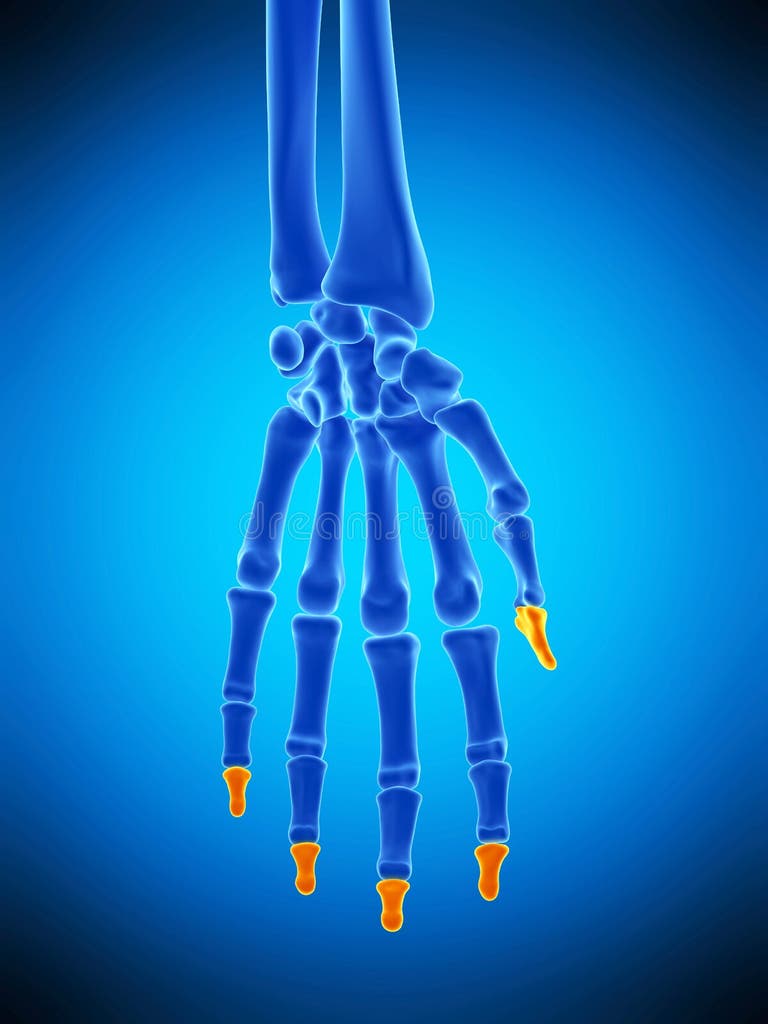 Distal Phalanges Stock Illustrations – 979 Distal Phalanges Stock ...