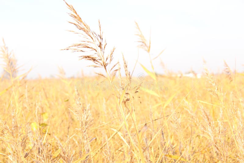 Reedslandscape Stock Photos - Free & Royalty-Free Stock Photos from ...