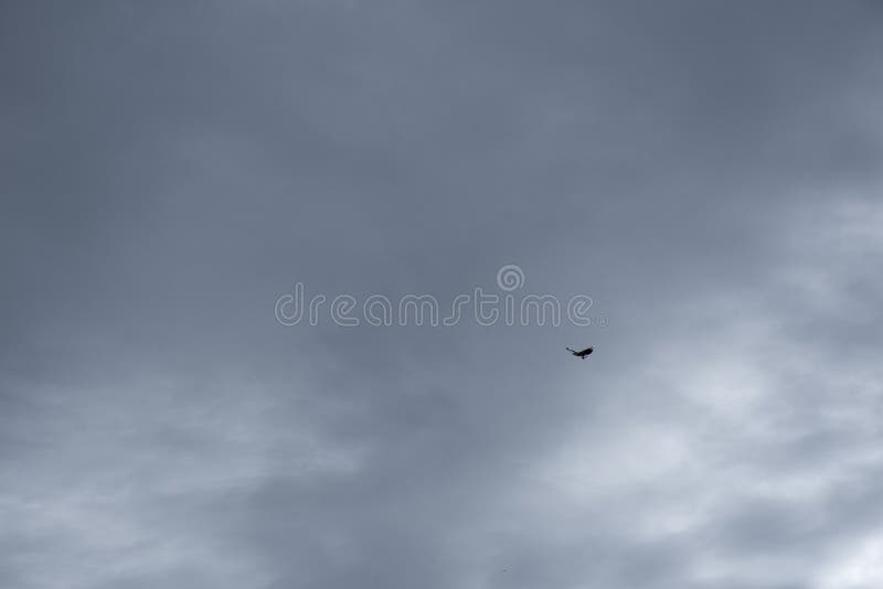 Distance Sky an Eagle Flying High Above the Horizon Sea. Stock Image ...