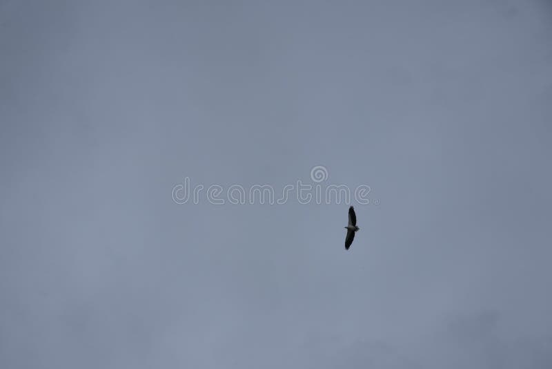 Distance Sky an Eagle Flying High Above the Horizon Sea. Stock Photo ...