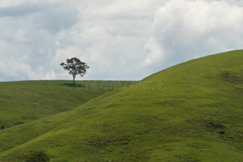 Distance Tree and Shadow in Green Fields. Stock Photo - Image of ...