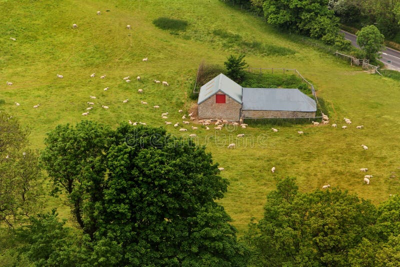 A Distant Barn in the English Countryside Surrounded by Sheep Stock ...