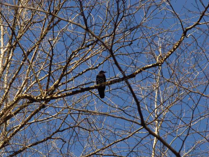 Distant Crow in the Bare Branches2 Stock Image - Image of branches ...