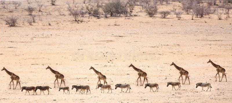 Distant Elevated View of a Line of Giraffe and Zebra Stock Image ...