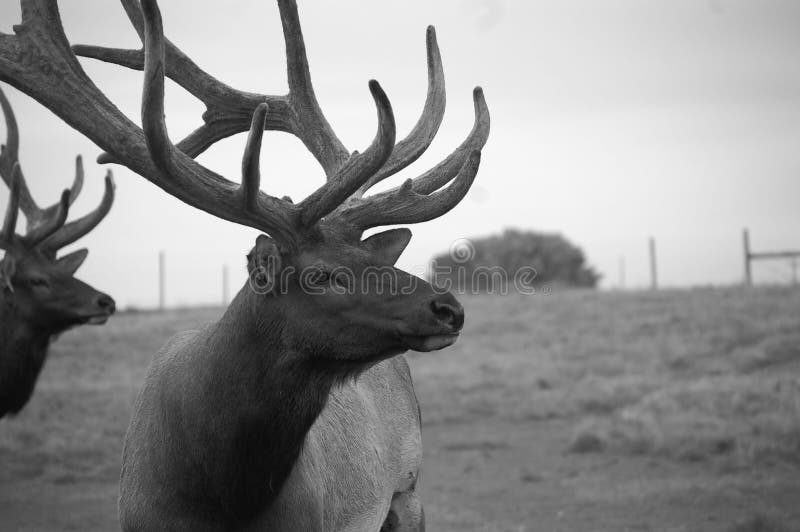 204 Elk Couple Stock Photos - Free & Royalty-Free Stock Photos from ...