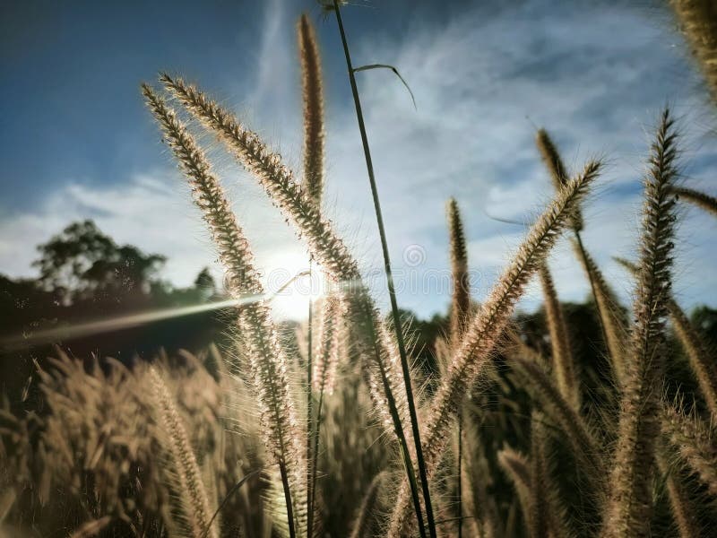 Flower and sunset stock image. Image of detail, sunset - 37535403