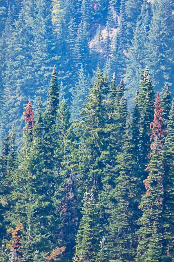 Distant Pine Trees Growing Tall in the Forest Stock Image - Image of ...