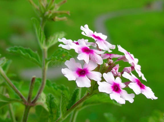 Distant path stock image. Image of leaf, outdoors, natural - 96267