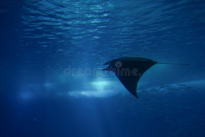 Sea Ray Lurking Under the Surface Stock Photo - Image of water, swim ...
