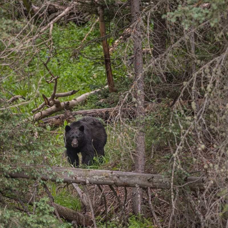 Distant Stare From A Black Bear Stock Image - Image of animal, field ...