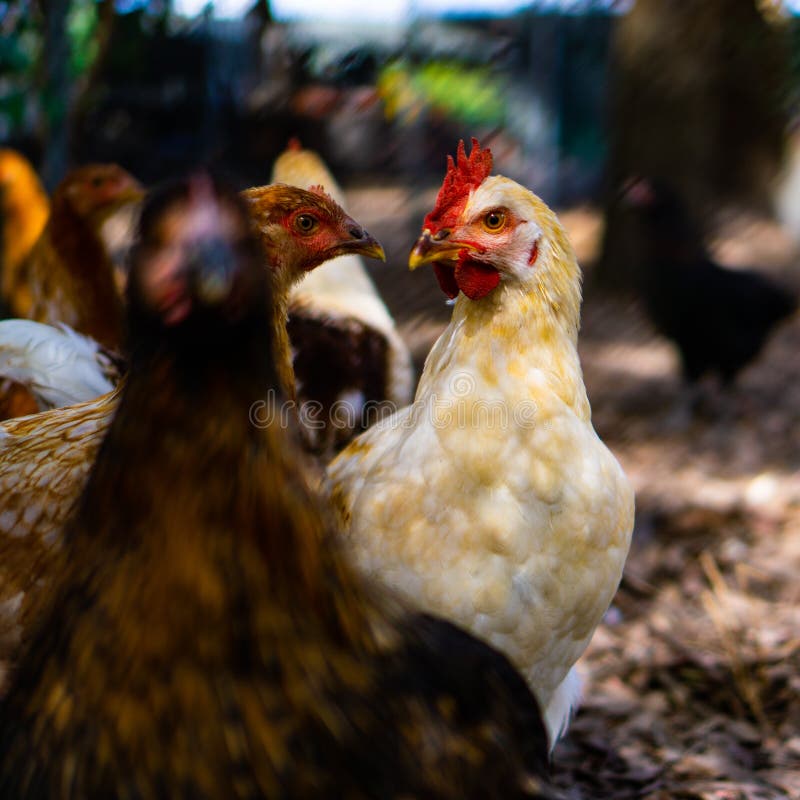 Angry Rooster stock photo. Image of animal, fowl, angry - 31144282
