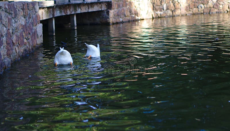 186 Upside Down Duck Photos - Free & Royalty-Free Stock Photos from ...