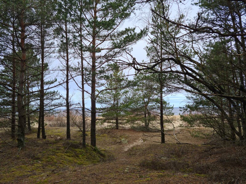 Distant View of the Sea from a Pine Tree Forest Stock Image - Image of ...