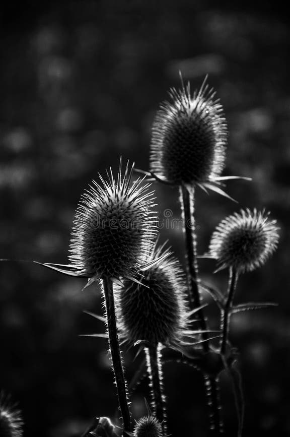 Distel stockfoto. Bild von hoch, herbst, trocken, distel - 104954014