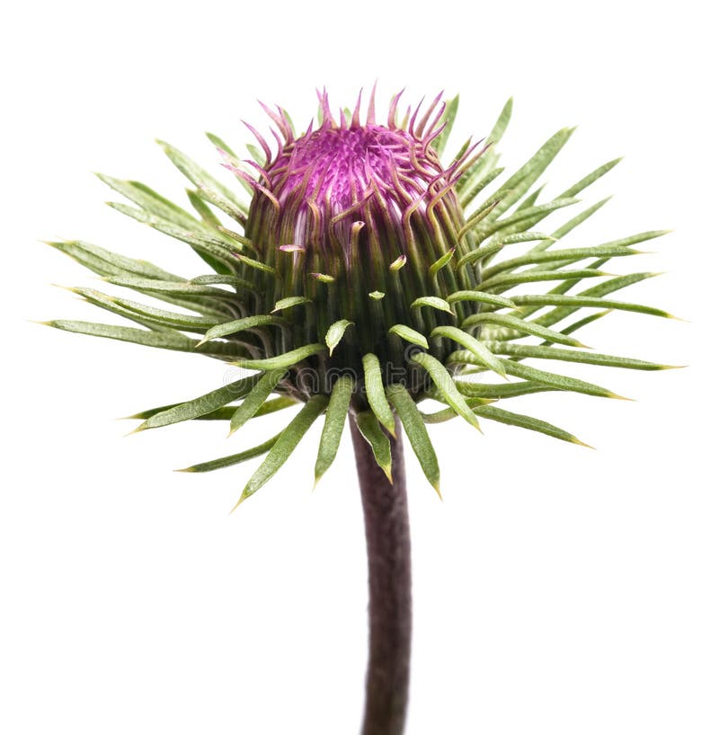 Distel stockfoto. Bild von hintergrund, knospe, blumen - 119818502